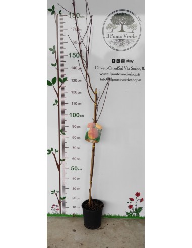 Pianta di Percoca Andross Ø20 cm – Frutti medio-grossi, maturazione in ...