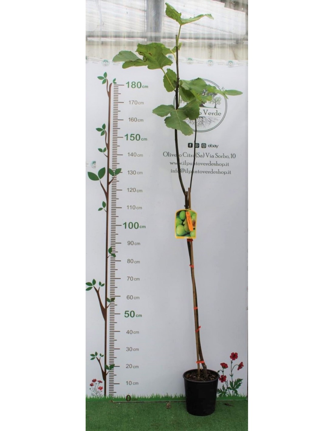 Fico Paradiso – Varietà Dolce e Profumata