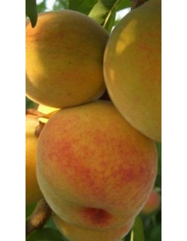 Pianta di Percoca Andross Ø20 cm – Frutti medio-grossi, maturazione in ...