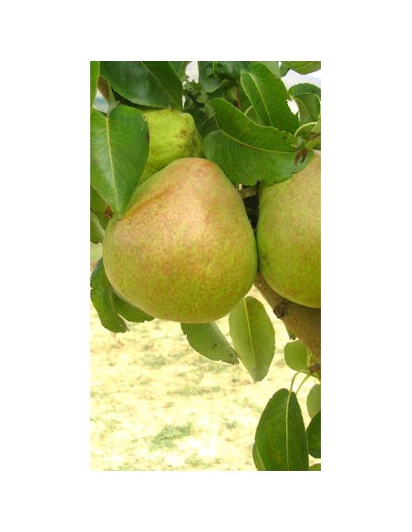 Pianta di Pero Decana del Comizio Ø20 cm – Varietà antica, frutto ...