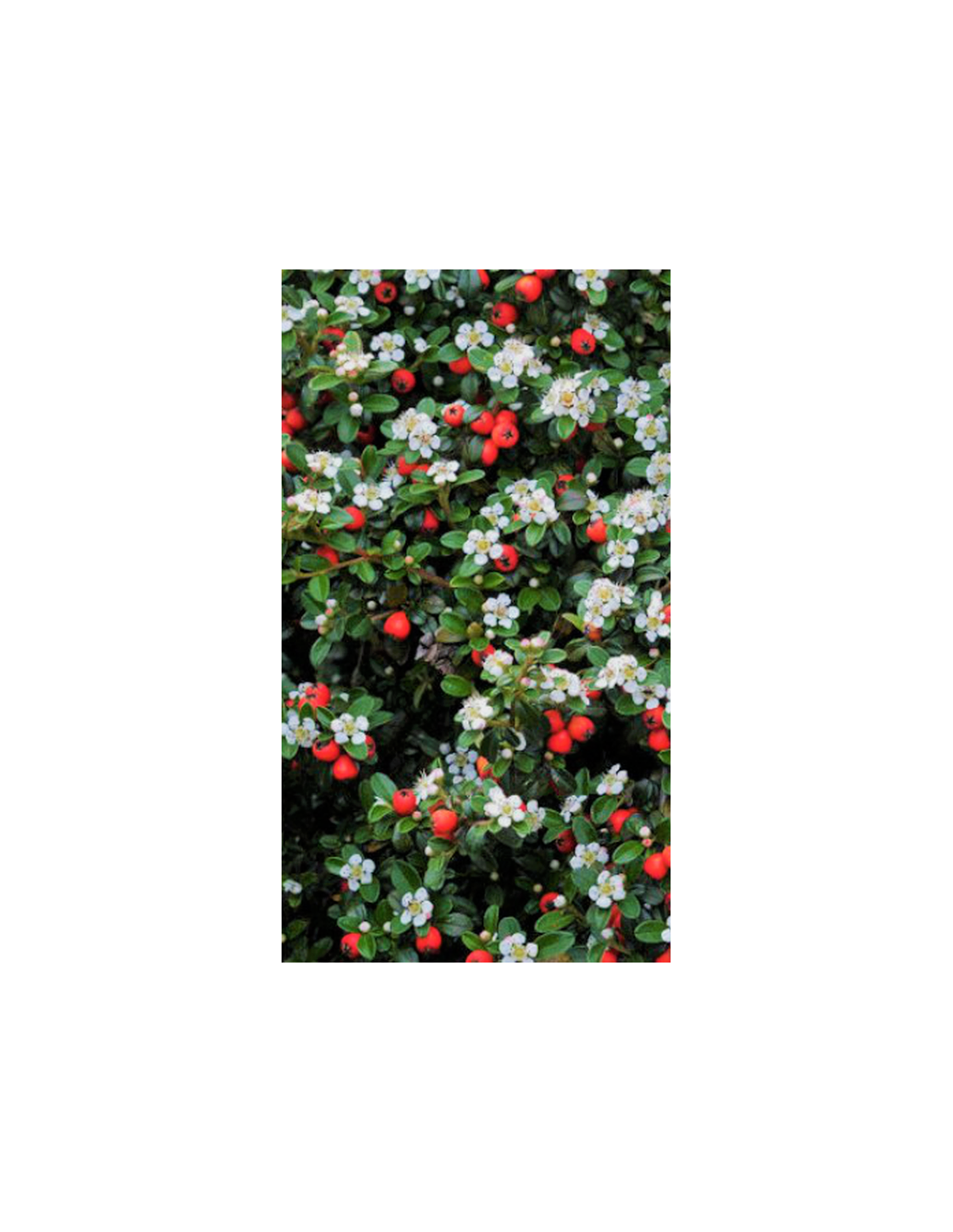 Pianta di Cotoneaster Salicifolius Repens Ø19