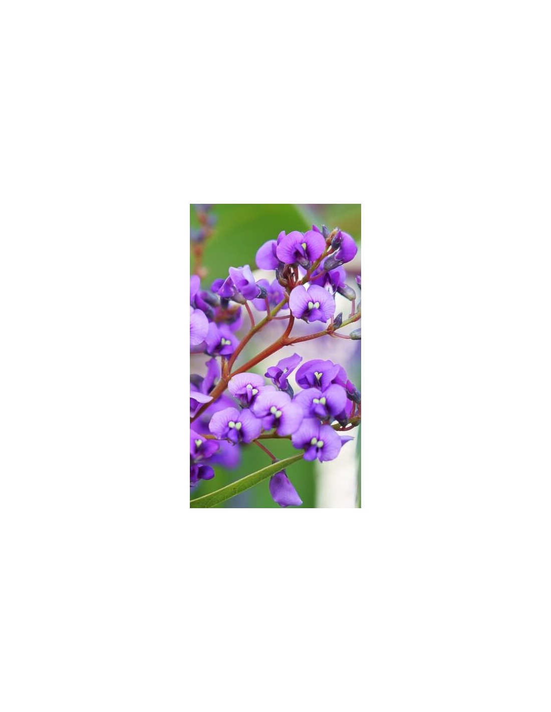 Pianta di Handerbergia Viola Piramide Ø15