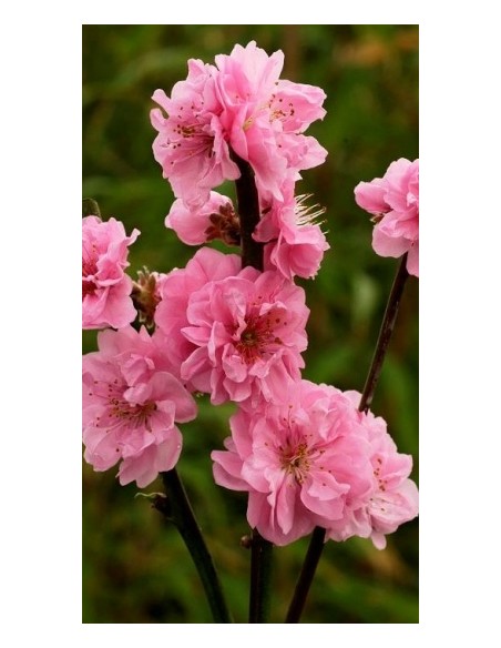 Pianta di Pesco da Fiore Rosa – Fioritura primaverile spettacolare | Il ...